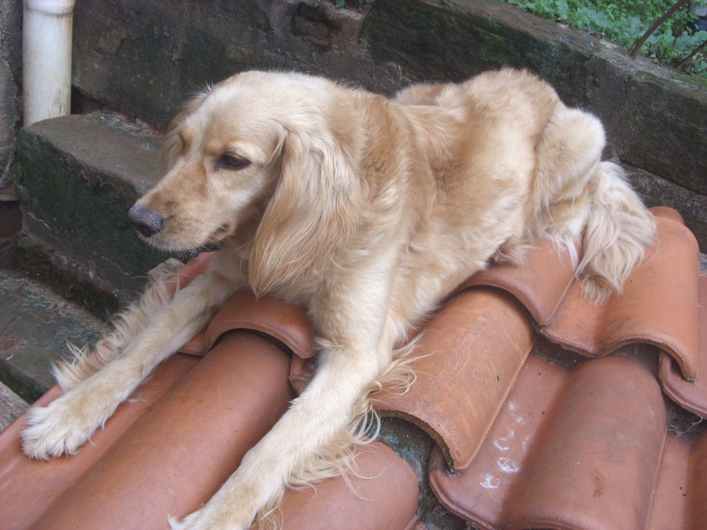 Adote, Não Compre!: ADOTADA EM 25/10/2015!!! LINDA COCKER