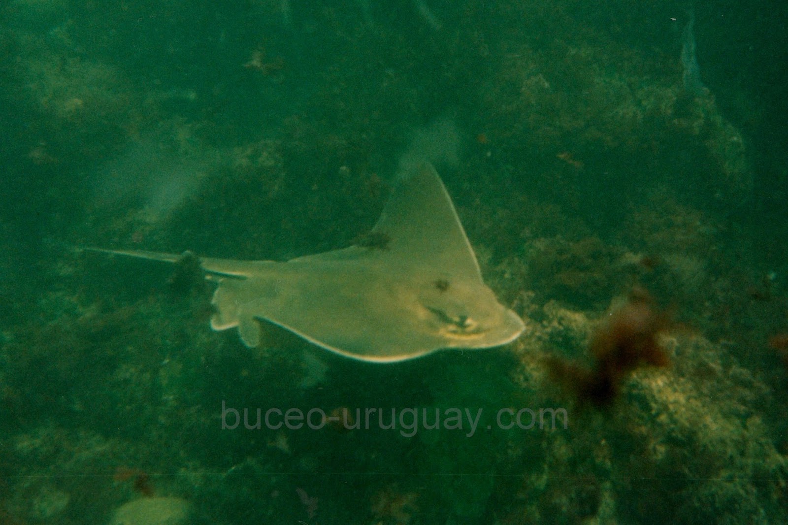 BUCEO URUGUAY: El chucho o águila de mar Myliobatis goodei