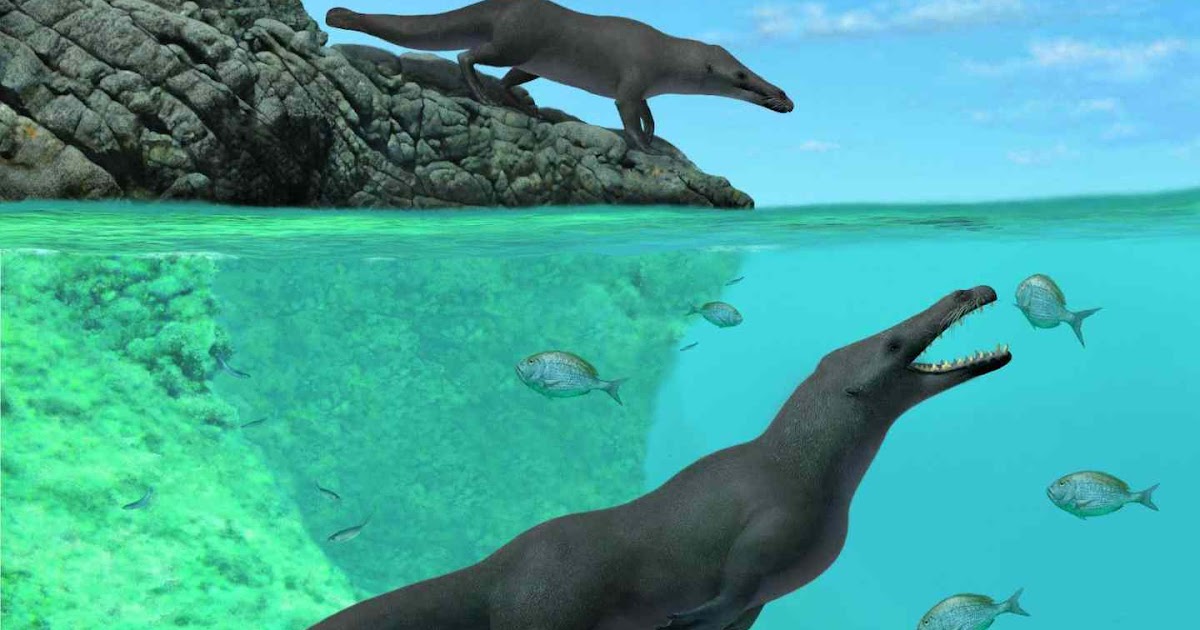Four-legged Whale With Hooves Fossil Discovered | Geology In