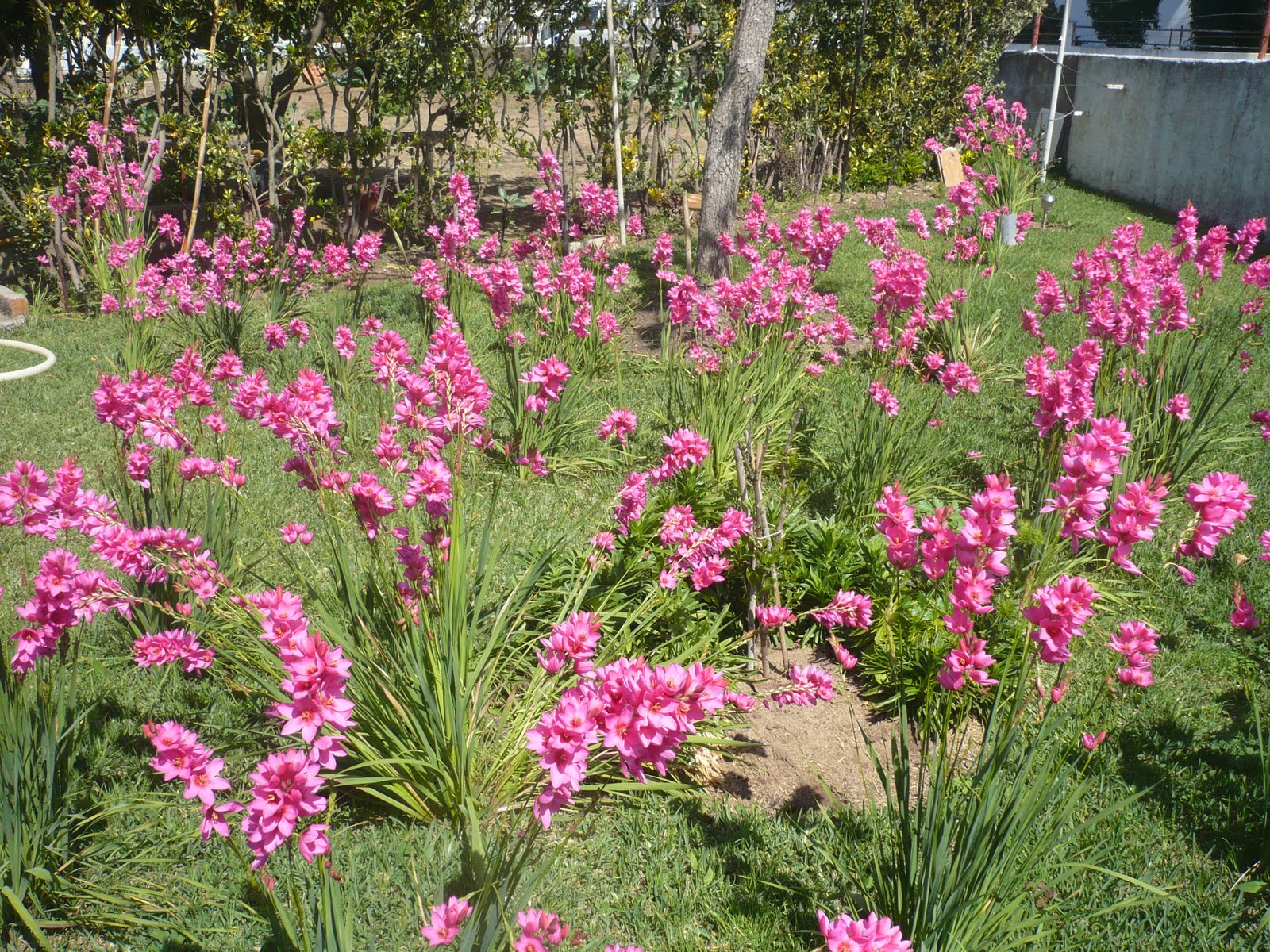 Espaço do João: As amêndoas da Páscoa