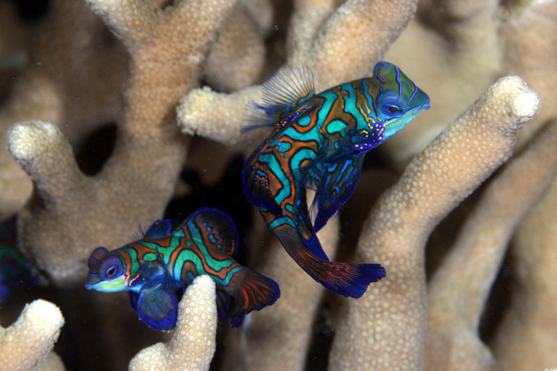 Beautiful World : Mandarin Fish (19 Pics)