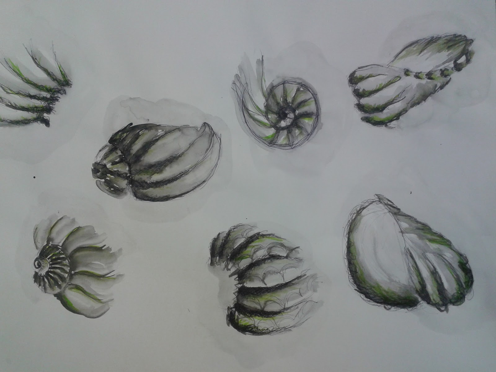 Art Portfolio: Drawing of shells with pen