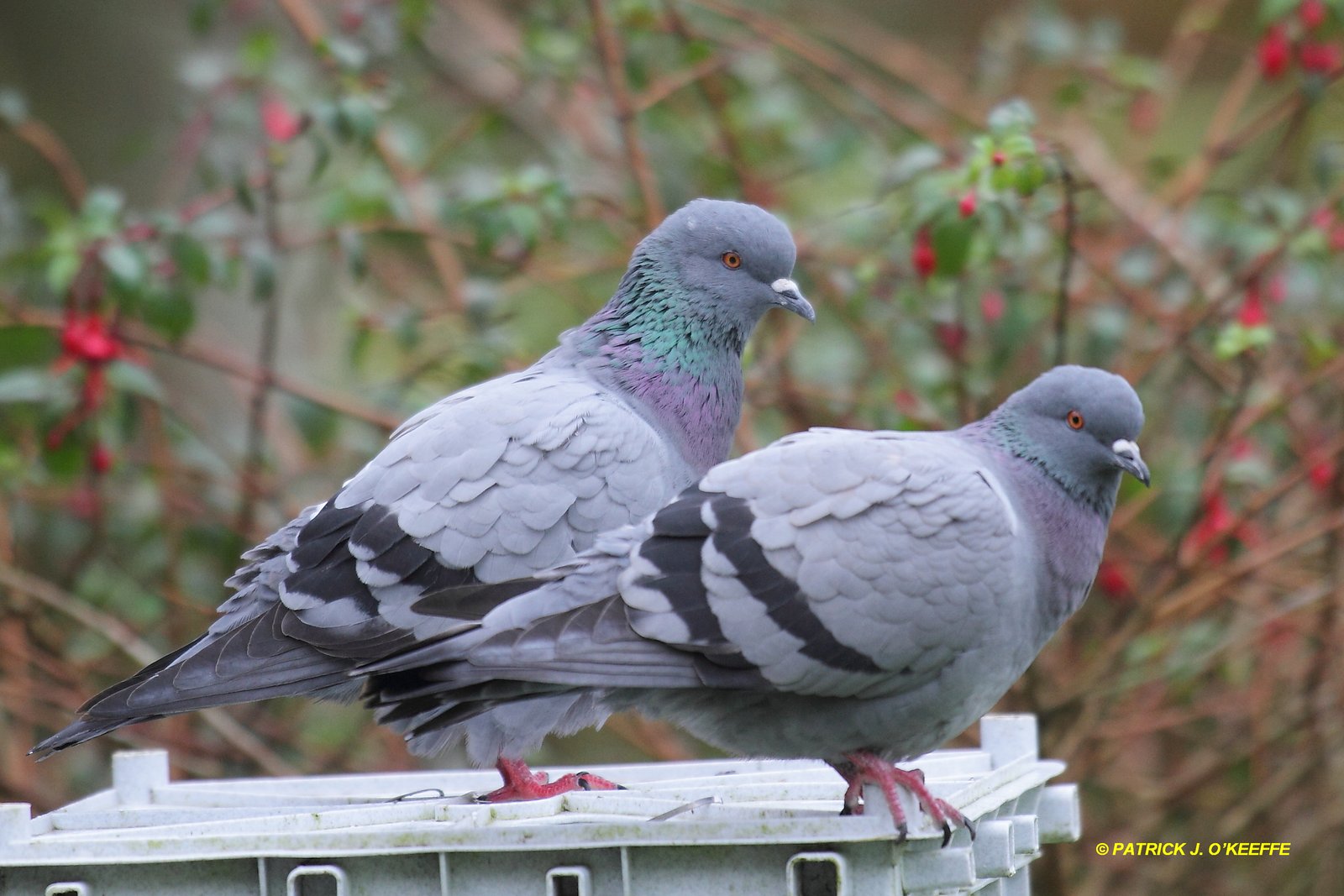 Raw Birds: ROCK DOVE (Columba livia) Cape Clear Island, Baltimore, Co ...