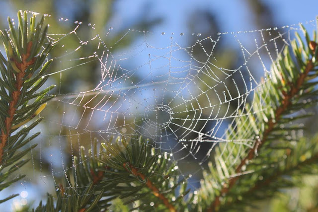 Tamarack Shack: Split Decision Quilt