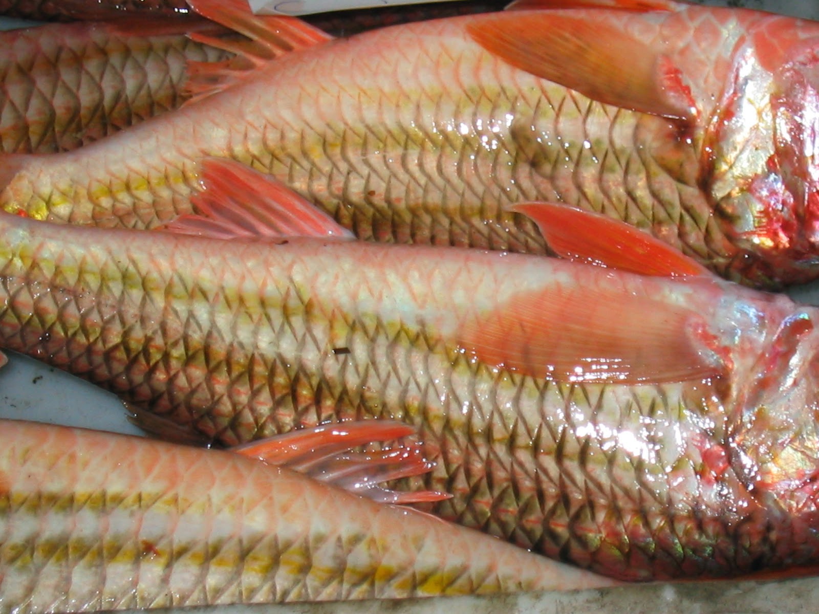 El rincón de Mundín: EL SALMONETE: CARACTERÍSTICAS