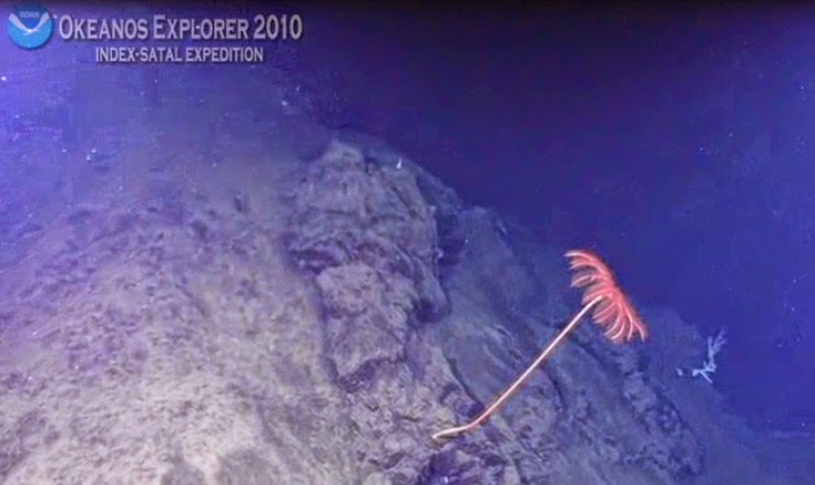 Gunung Api Bawah Laut Kawio ~ Wisata Sangihe (Sangihe Tourism ...