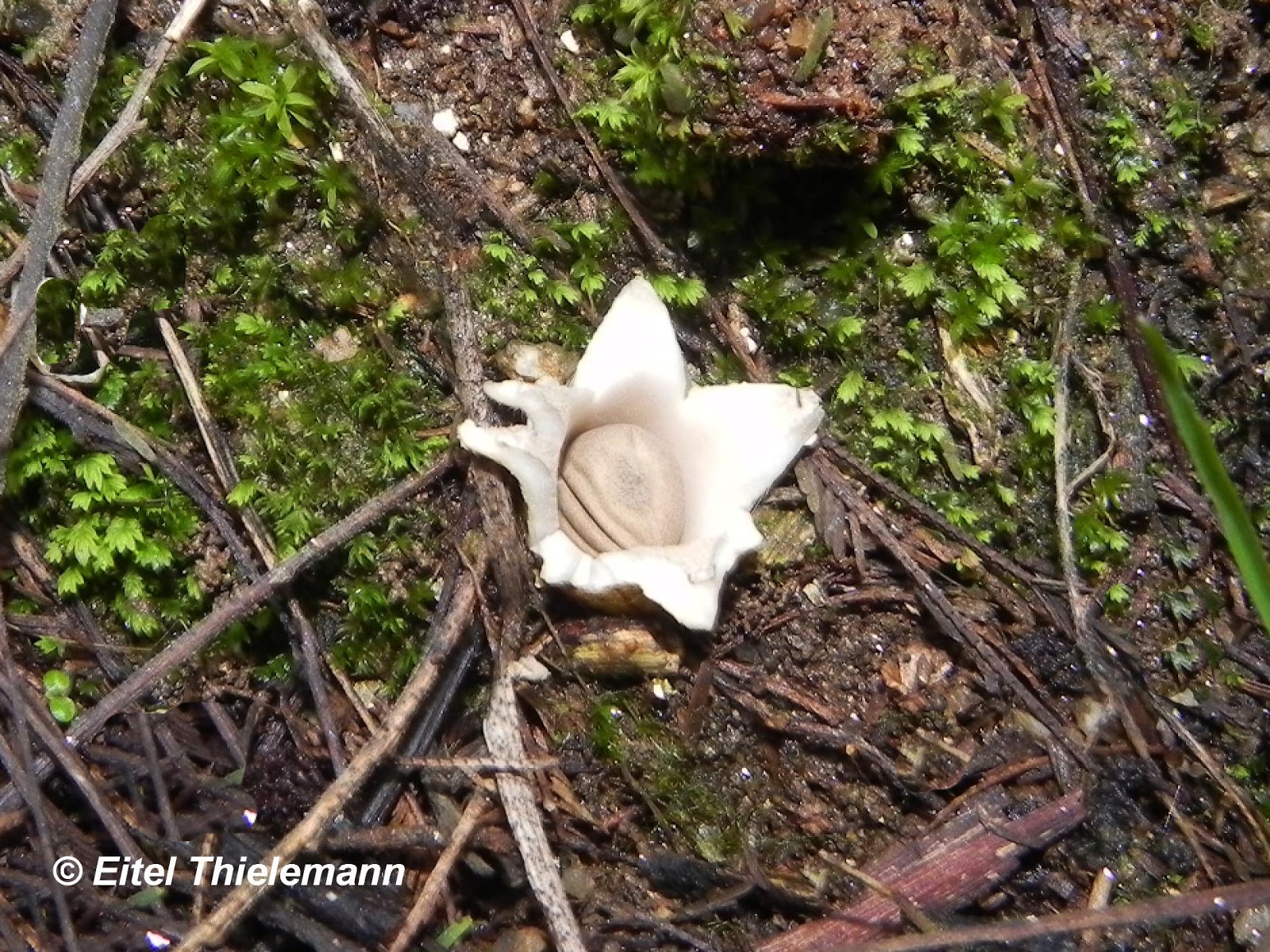 Apuntes botánicos: febrero 2008
