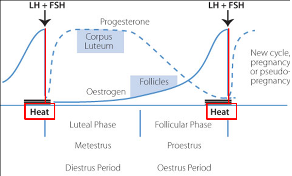 Basics of Cattle Reproduction - Vet in Training
