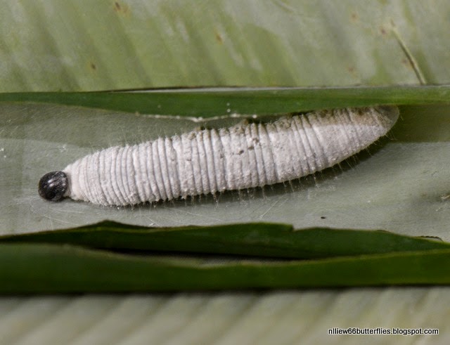 The Forested Path (and Beyond): BUTTERFLIES of RAUB: The Chinese Banana ...
