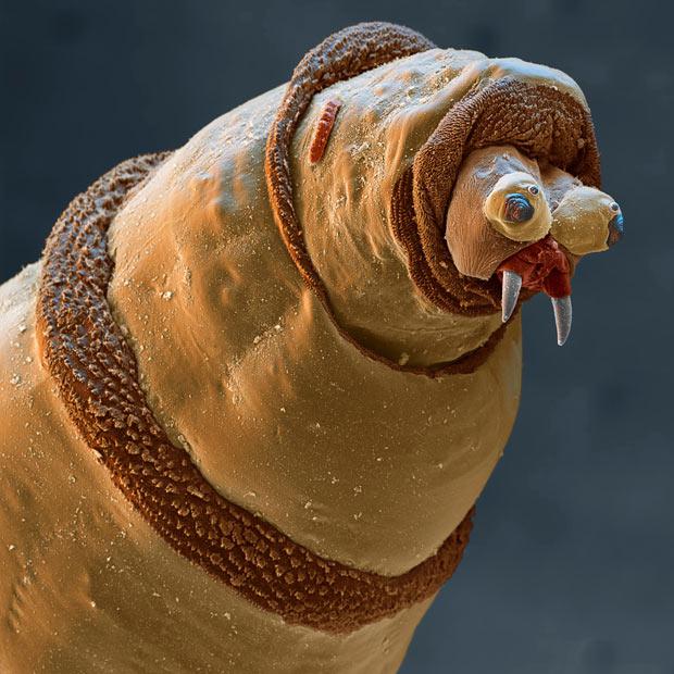 I Have Seen The Whole Of The Internet: Close Up Of A Maggot