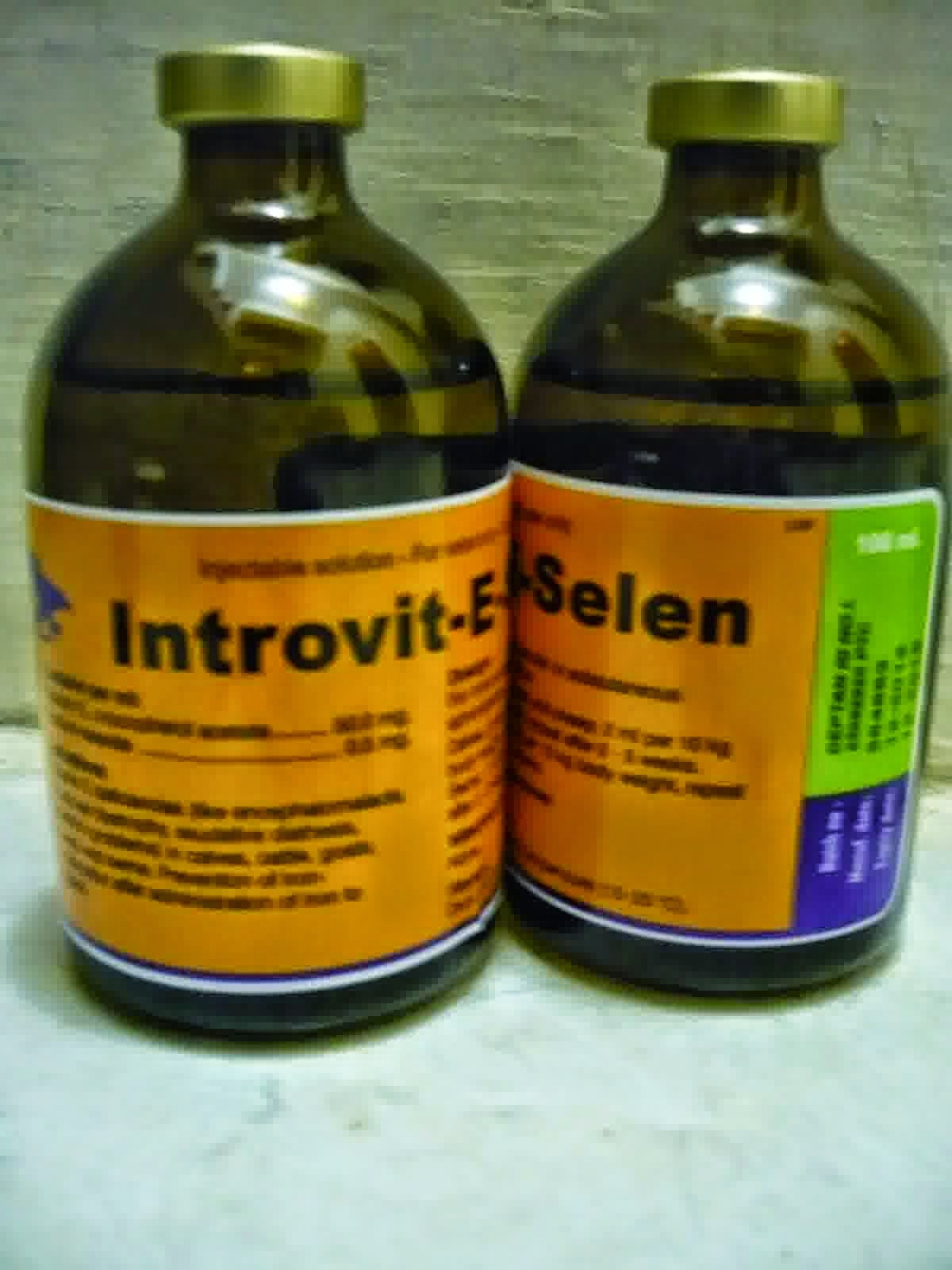 INTROVIT-E-SELEN - CP: 0856 295 1505 / DA7A55E6