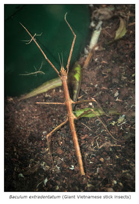 Pacific Science Center Life Sciences: A Stick Bug Mystery