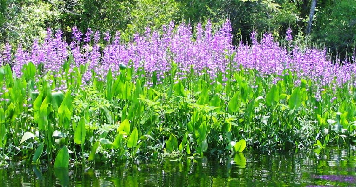 Tn Nursery Blog: Wetland Restoration Plant Benefits To The Environment