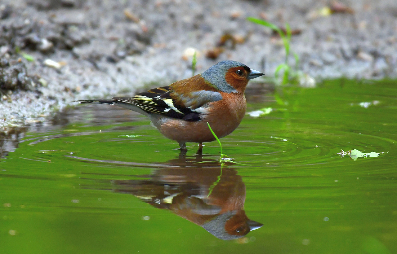 Jozef van der Heijden - Natuurfotografie: Vogels genieten van een waterplas