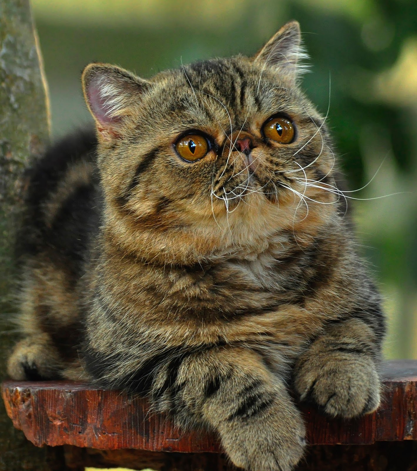 Wallpaper Kucing Exotic Shorthair Dijual Lucu