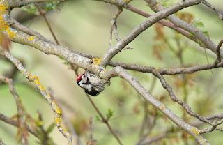 Mount Olympus: Lesser Spotted Woodpecker-Νανοδρυοκολάπτης
