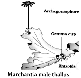 Botanica: BRYOPHYTES AND PTERIDOPHYTES