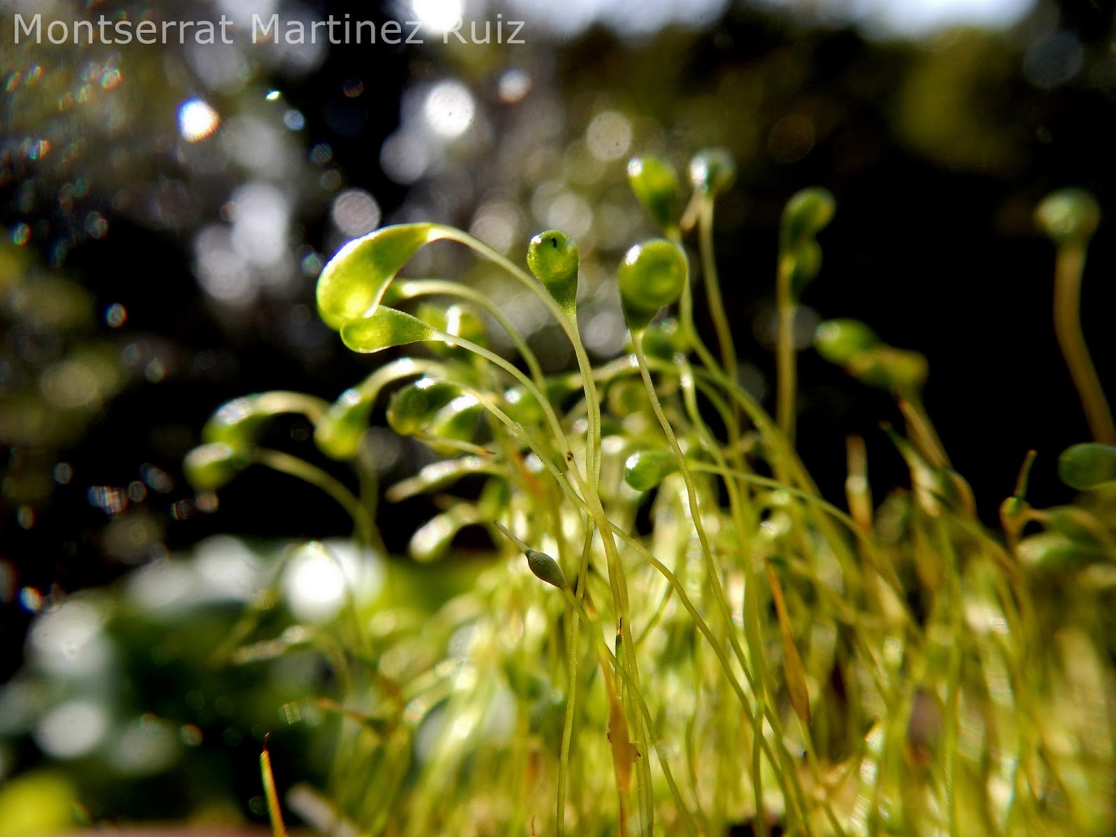 ESPOROFITOS - BOTÀNIC SERRAT