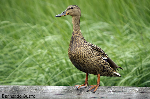 RÍA DE LA VILLA: Otra de patos