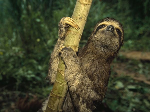Beauty Animalia: Three-Toed Sloth (Bradypus variegatus)