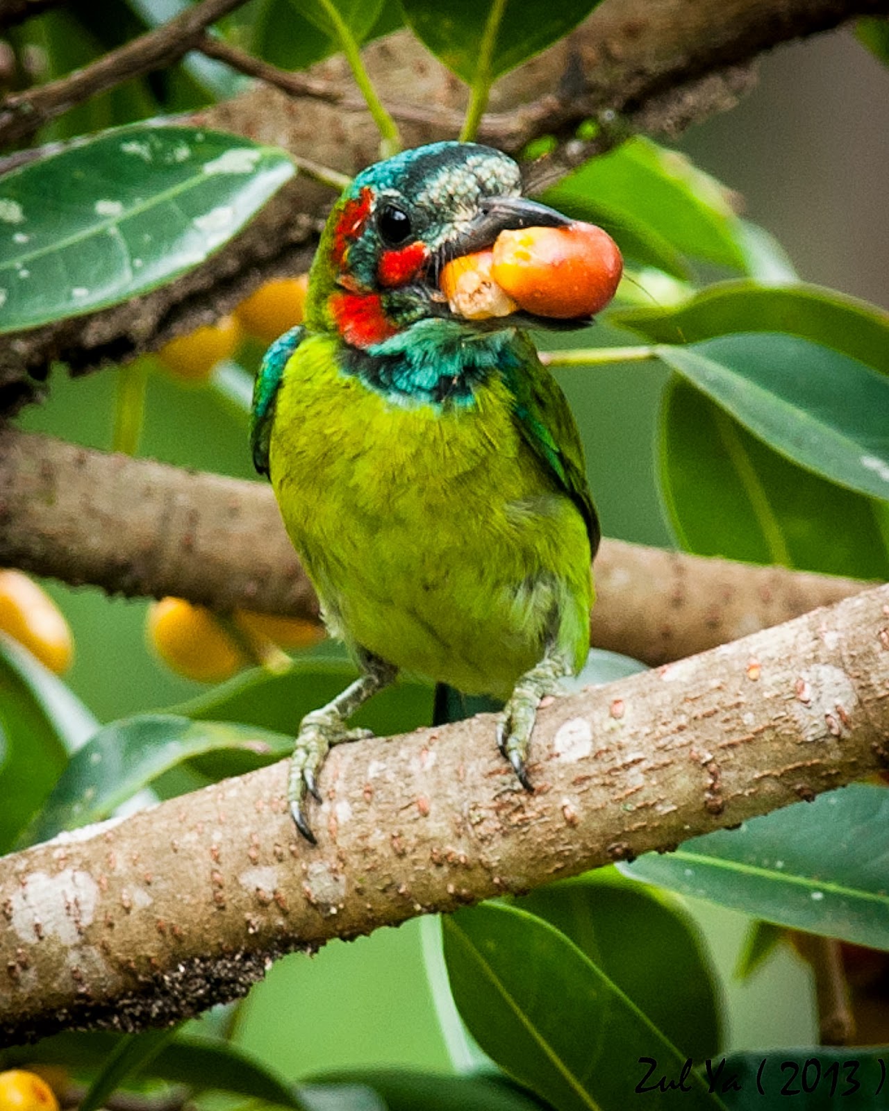 Zul Ya - Birds of Peninsular Malaysia: Colourful Barbets