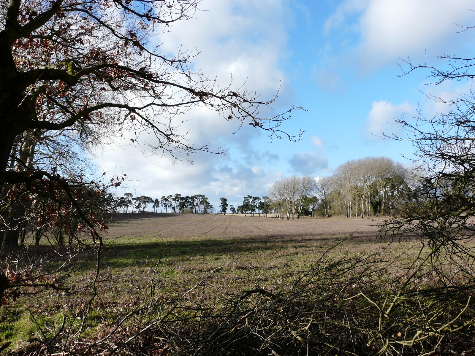 Cindy's Snaps: Beeches Pit, West Stow, Suffolk