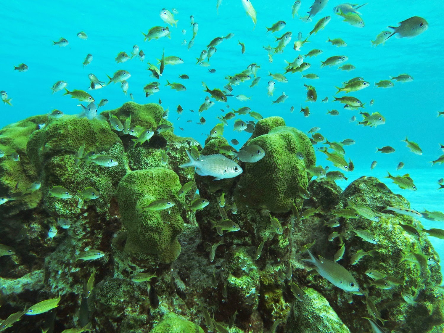 Rambling Jill: Patch reefs