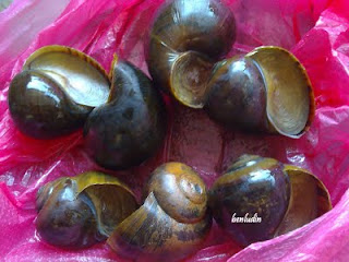 Secubit rahsia @ Secukup rasa: Jom layan jenis2 siput yg boleh dimakan....