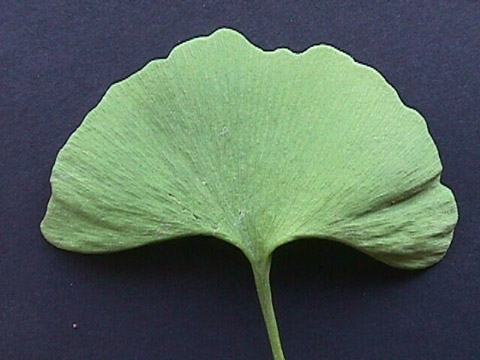 Hoja Flabelada (flabellata) - Botánica integra