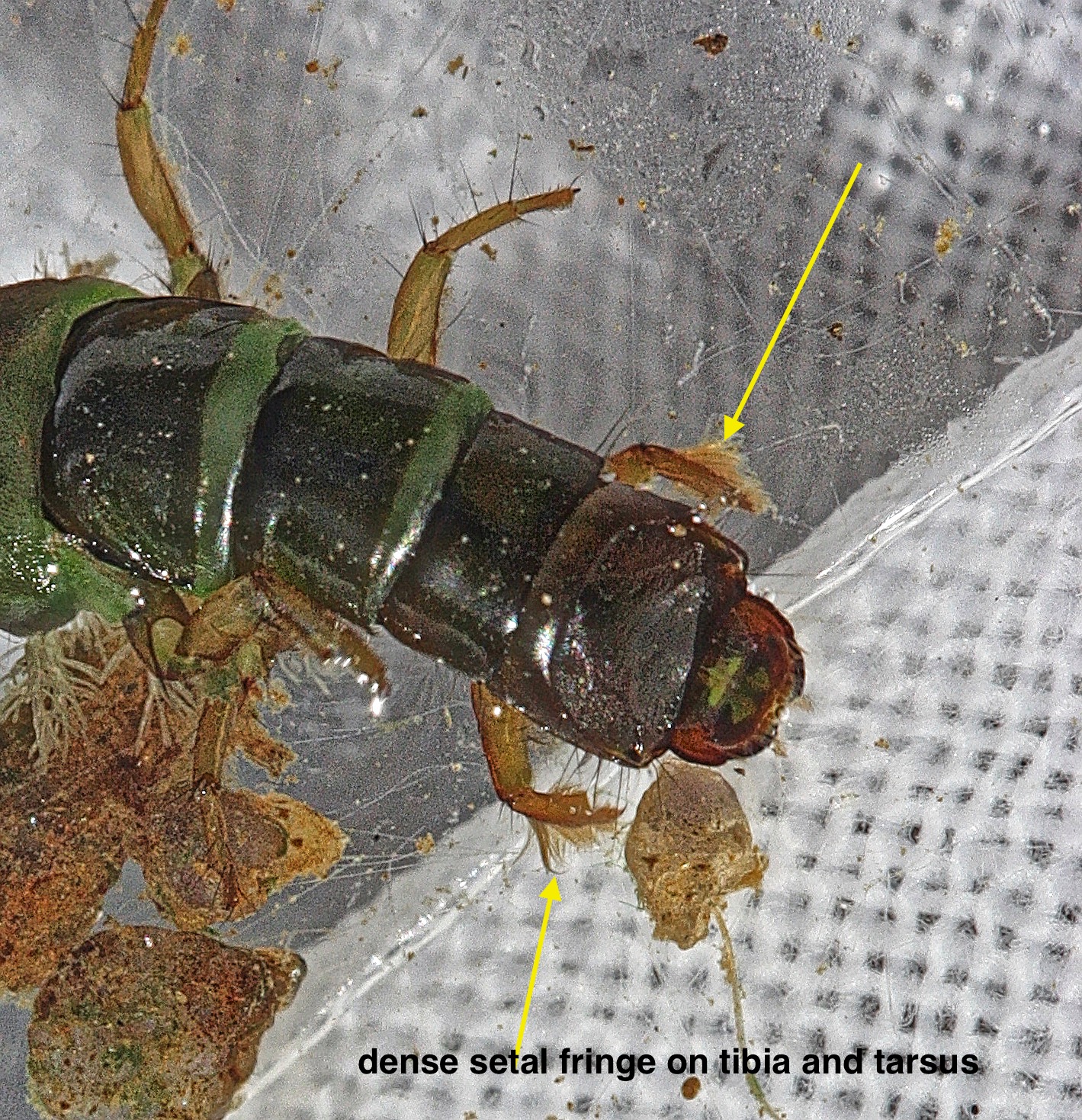 Aquatic Insects of Central Virginia: Macrostemum carolina: no doubt ...