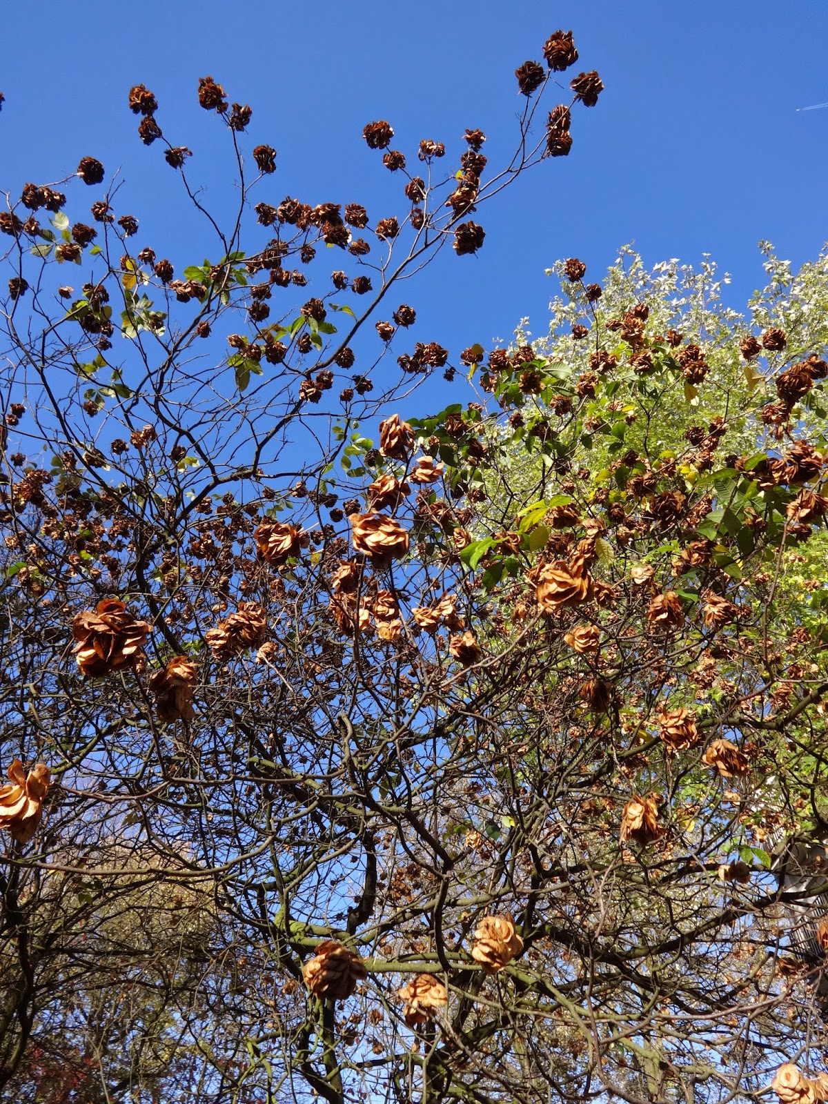 Herbs from Distant Lands: Ptelea trifoliata - Hop Tree, Wafer Ash