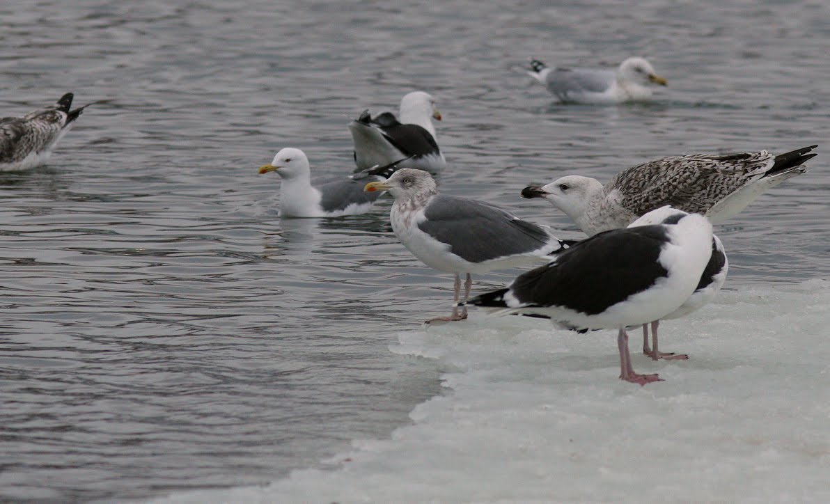 Birding Newfoundland with Dave Brown: Separation of YLGU and LBBG X ...