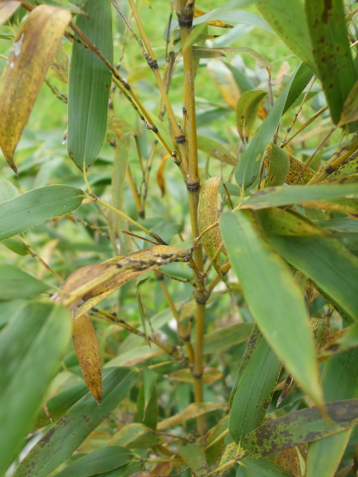 Agrobambu/Bambuplatz Garten: INSETOS DO BAMBU - BAMBOO INSECTS