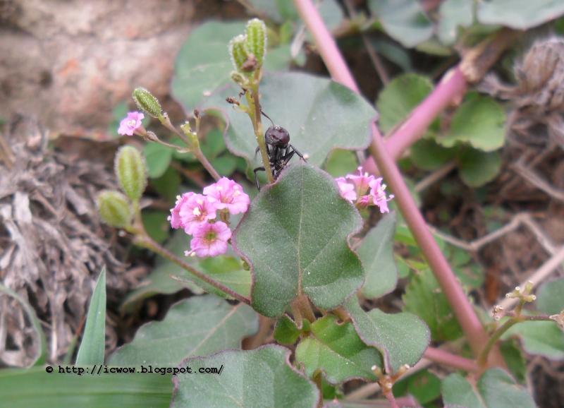 Punarnava(পুনর্ণভা ফুল) - Boerhavia diffusa