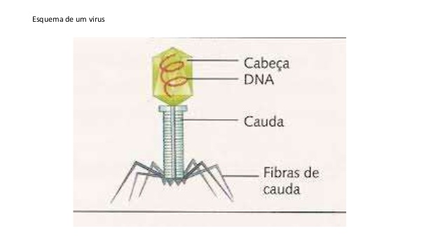 BIOEDUCA: Vírus esquemas