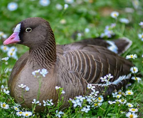 Lesser white-fronted goose images | Birds of India | Bird World