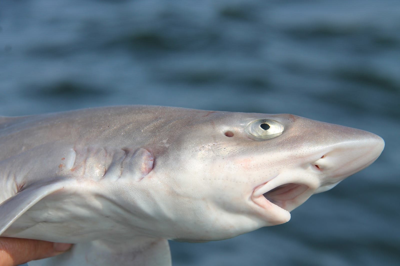 De Kleine Bootvisser: De haaien-aaiers ...