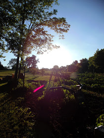 Pixie Hill: A Mid-Summer Progress Report