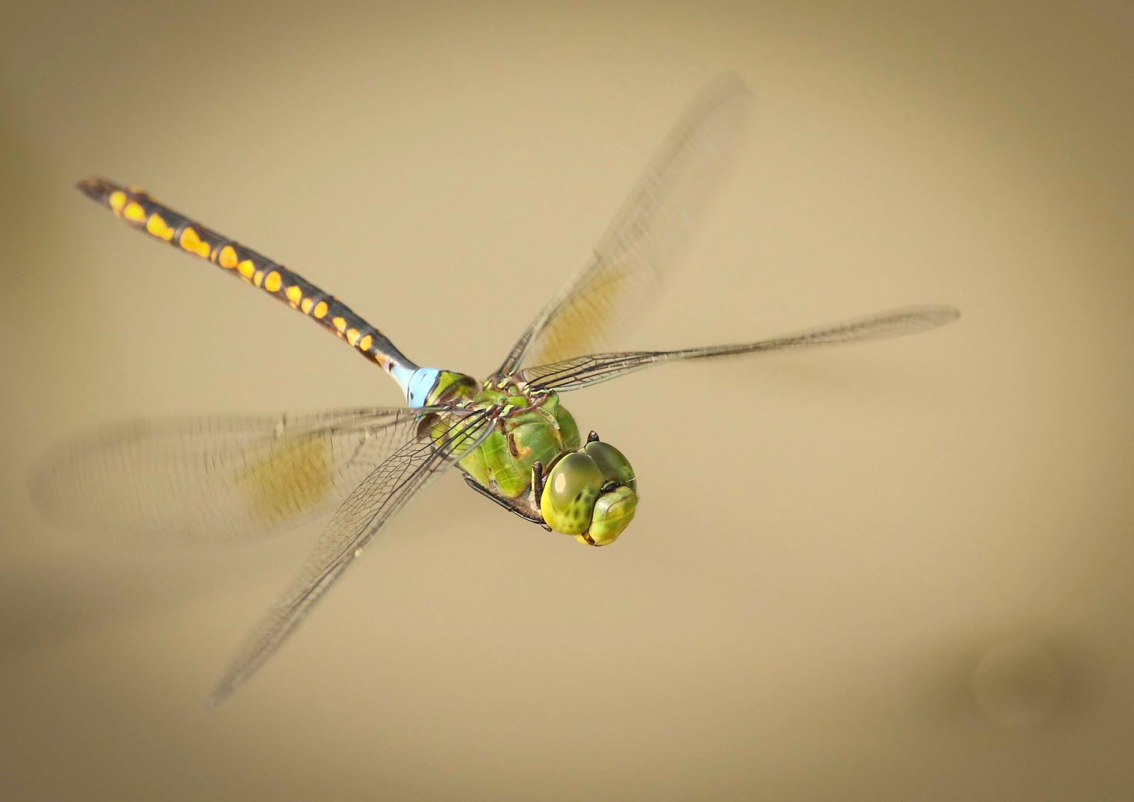 VietOdonata: Anax indicus Lieftinck, 1942