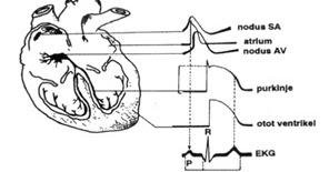 Elektrocardiogram (ECG)