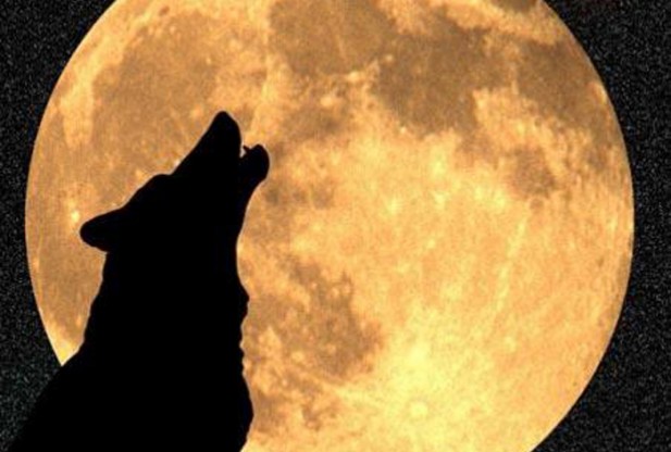 Projecto Lobo na Raia: A Lua e o uivo do Lobo