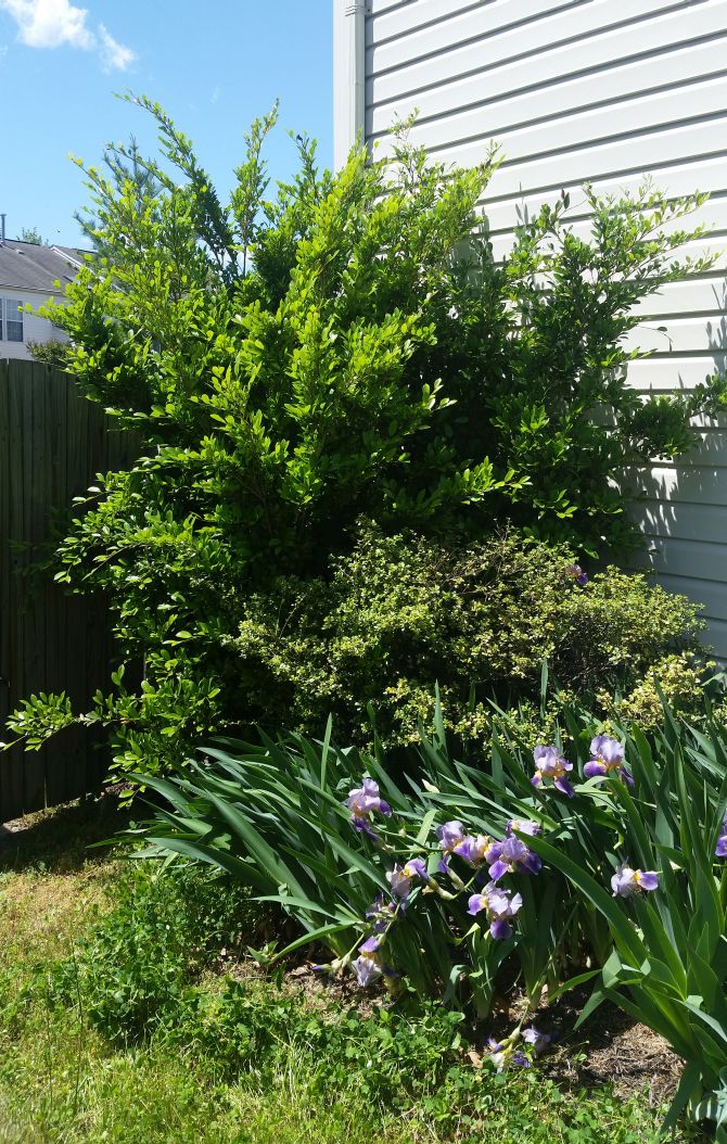 Future Plants by Randy Stewart: Isu Tree