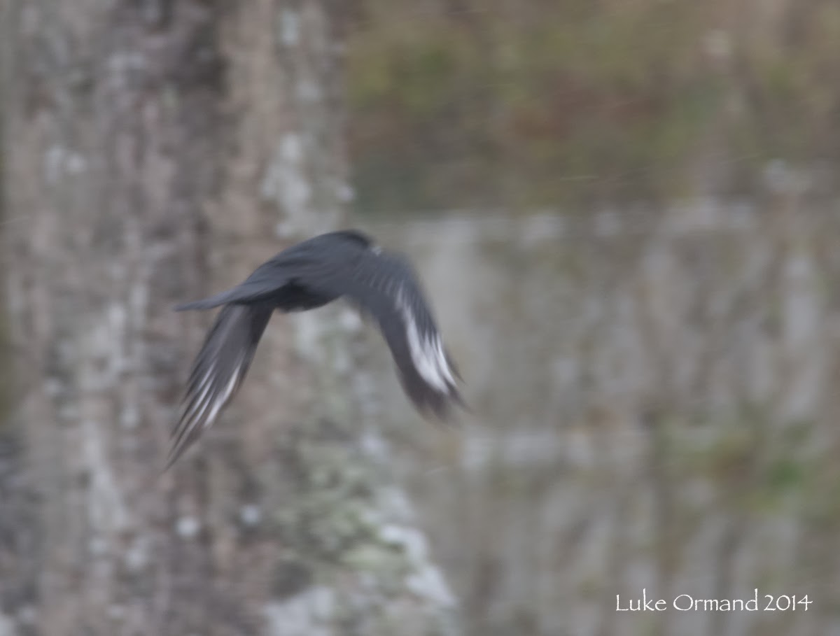 Welcome to. . .: White-winged Crow