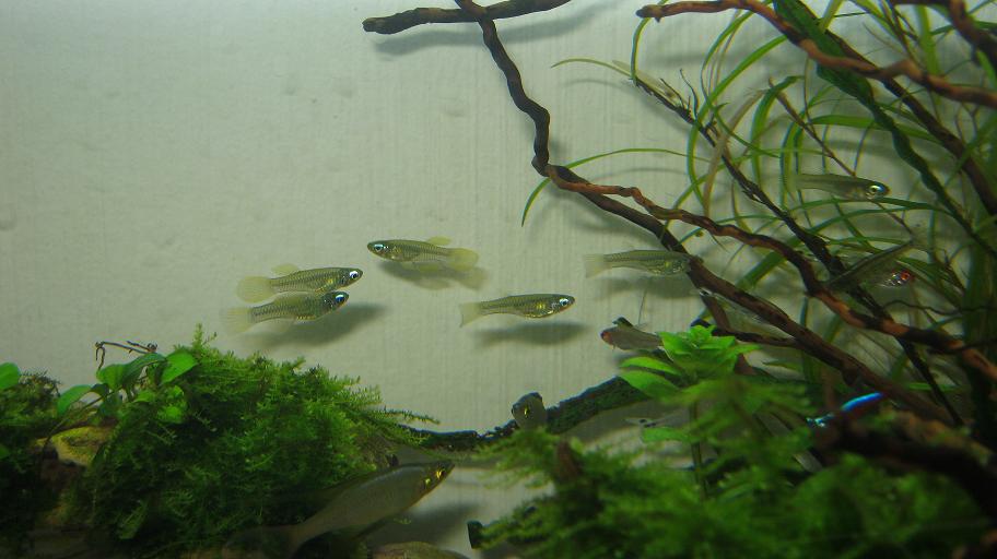 A NIGHT BY THE AQUARIUM: Fauna/flora inside my newly setup nano tank