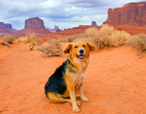 White Wolf : Fascinating Story of Native American Rez Dogs