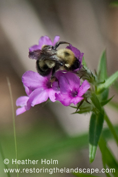 Restoring The Landscape With Native Plants: Pollination of Prairie ...