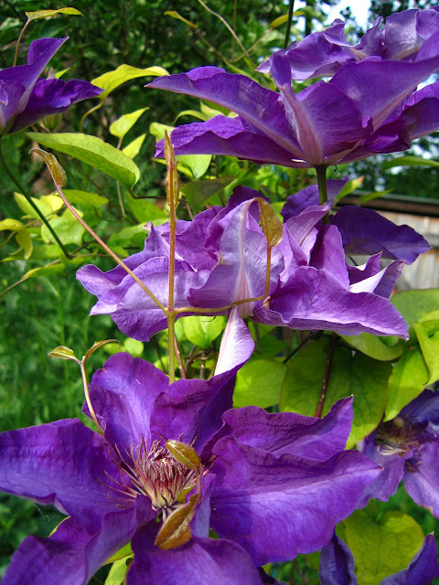 Our Japanese Garden: Clematis, Haku Ookan