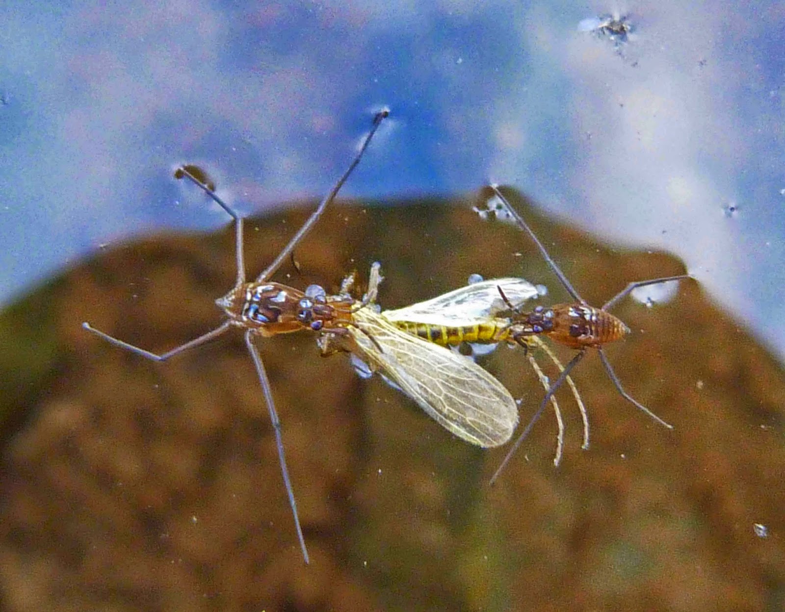 Insects of Scotland: True Bugs