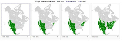 One Bird A Day: Day 48: House Finch