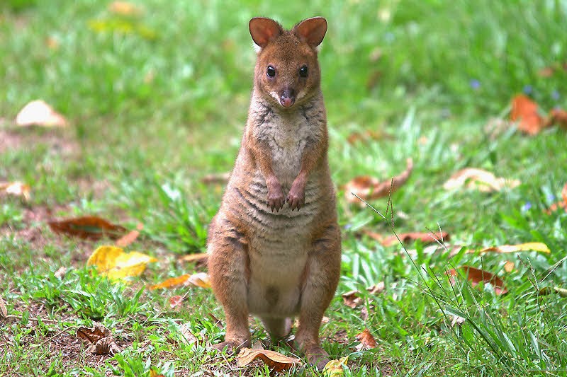 Pademelon Animals | Amazing Facts & Latest Pictures | Animals Lover